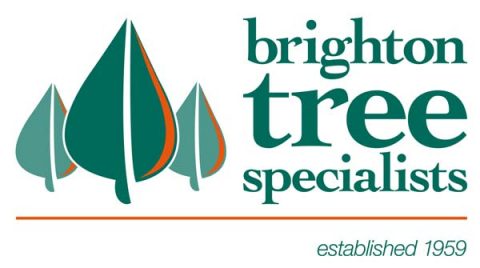 Contact us | Brighton Tree Specialists
